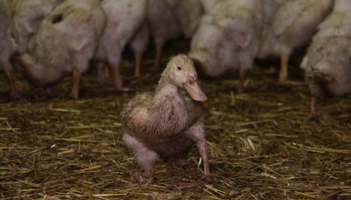 Enten • Albert Schweitzer Stiftung für unsere Mitwelt